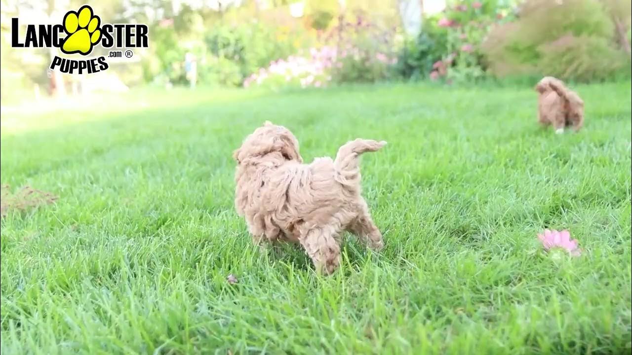 Cuddly Toy Poodle Puppies - YouTube