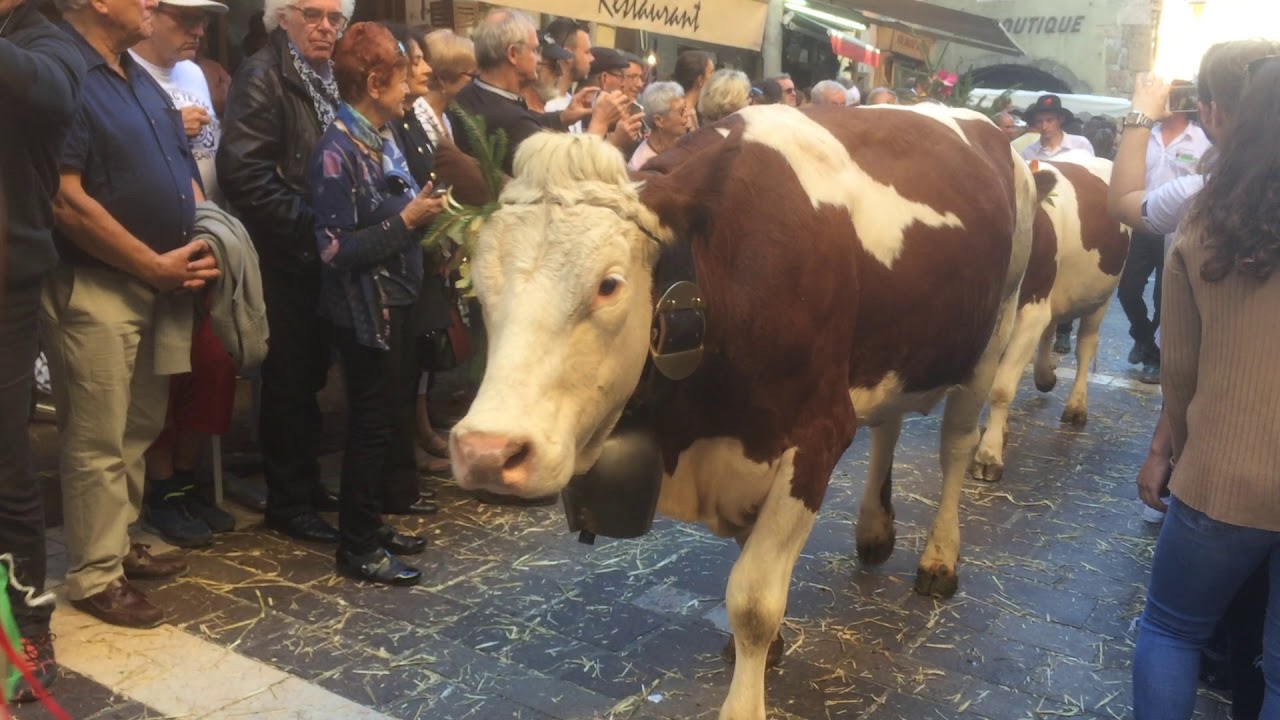 Mes petites vaches, Annecy, 14 oct 17 - YouTube