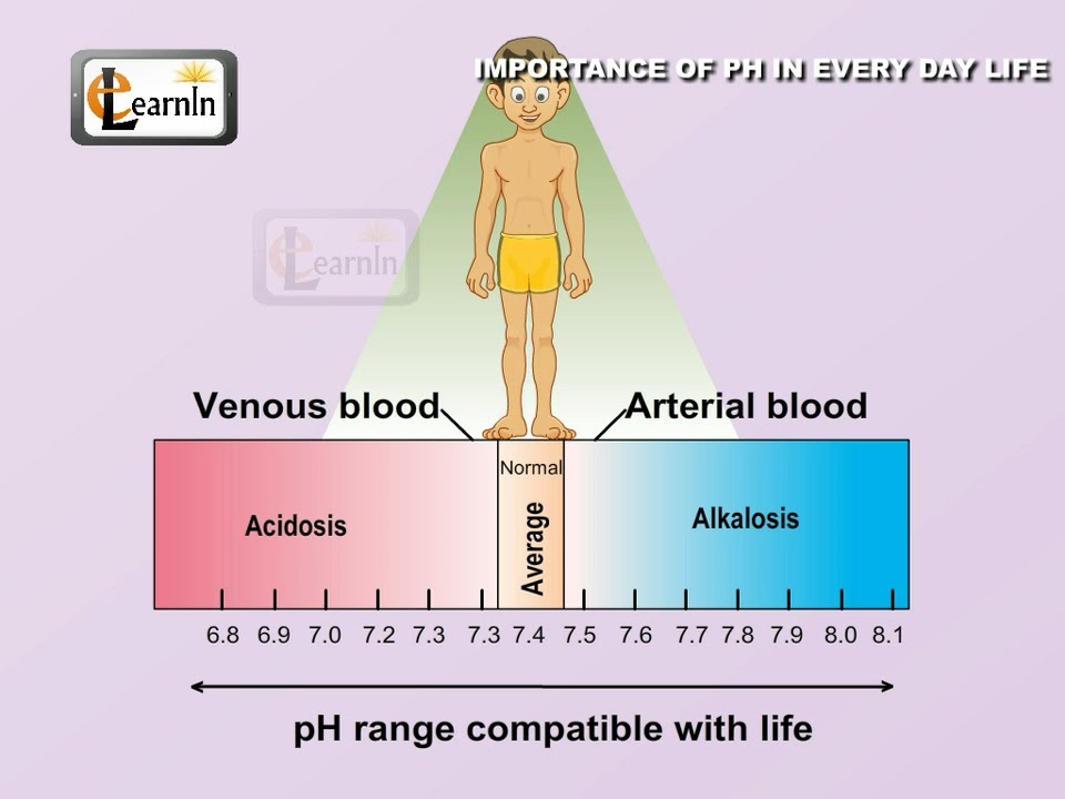 Importance Of PH In Every Day Life Science YouTube