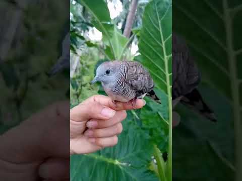 CROCOCO BIRD (in Bisaya/Cebuano) ZEBRA DOVE BIRD (in English) - YouTube