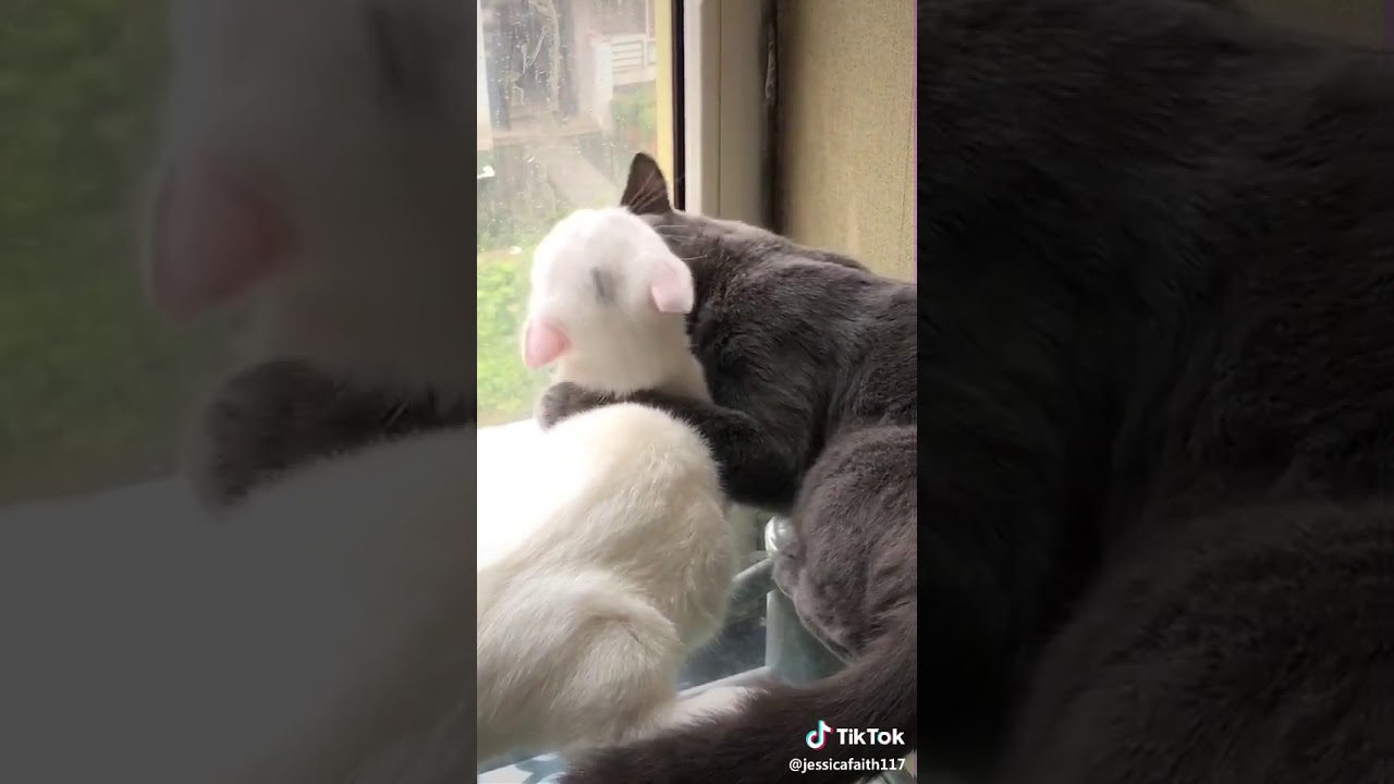 Gatos Besándose Escondidos Youtube