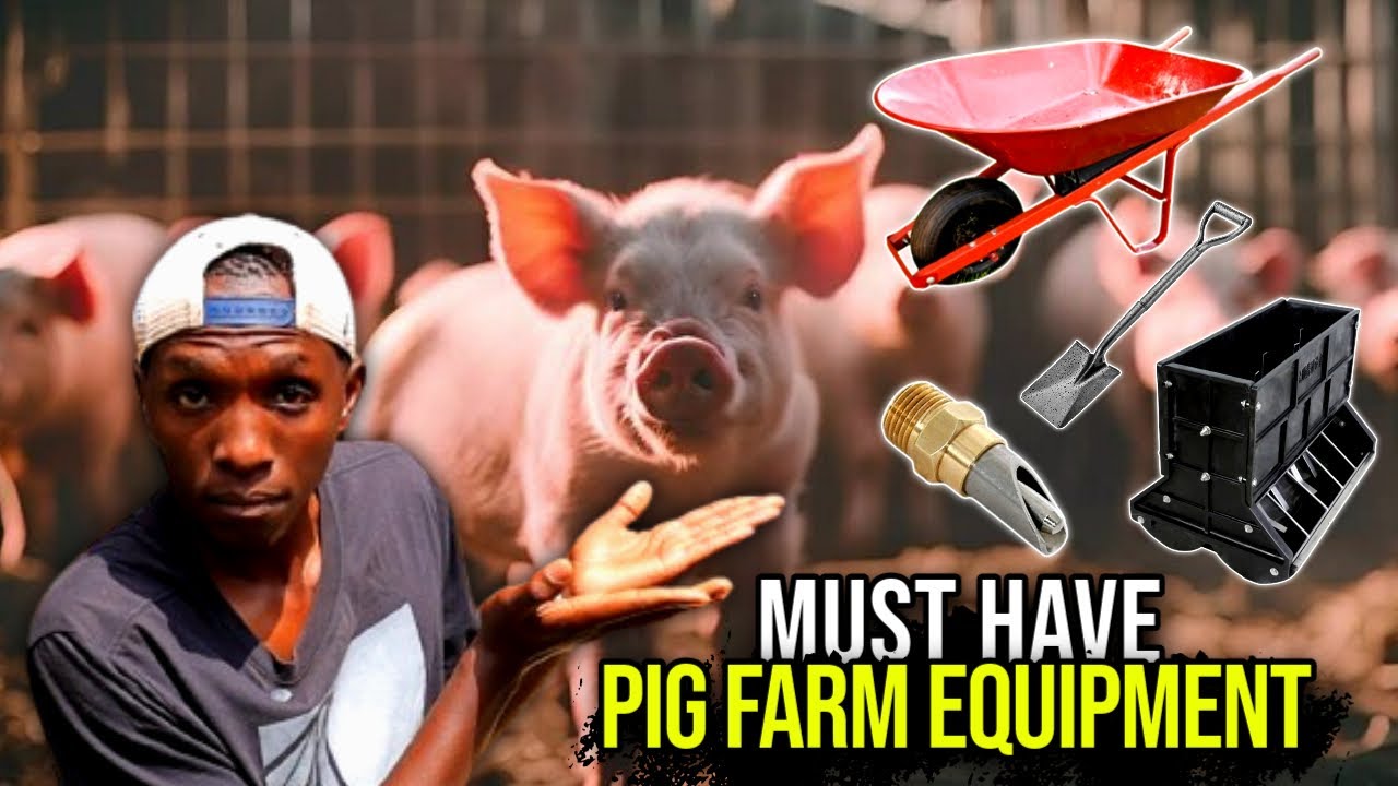 Must Have Equipment For Successful Pig Farming - YouTube