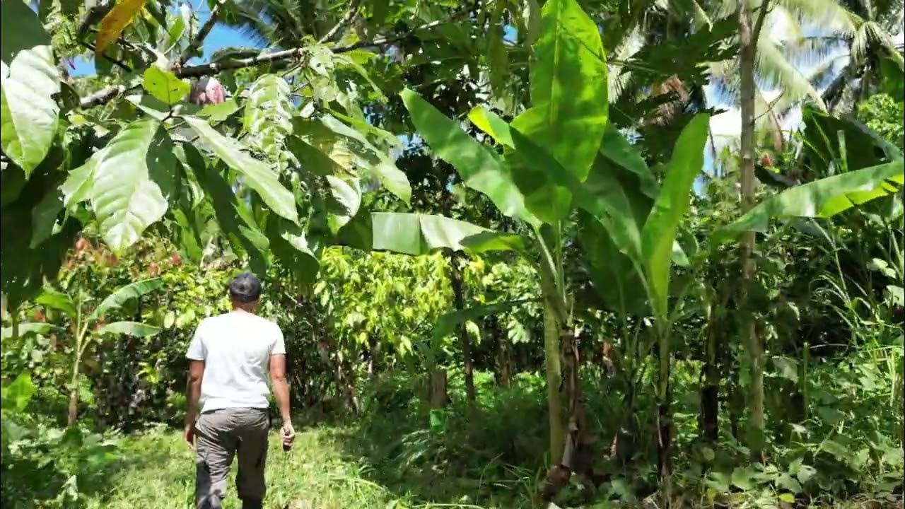 Overview of a syntropic farming in Kibawe, Bukidnon, Philippines. - YouTube