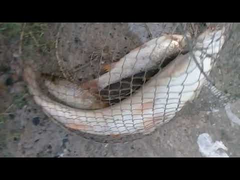 Saatli Umud qaya baliqi ovu