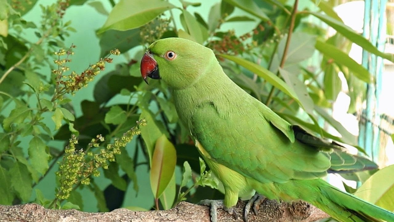 Loud Parrot Chirping | Natural Parrot Sounds | Parrot Calling Sounds ...