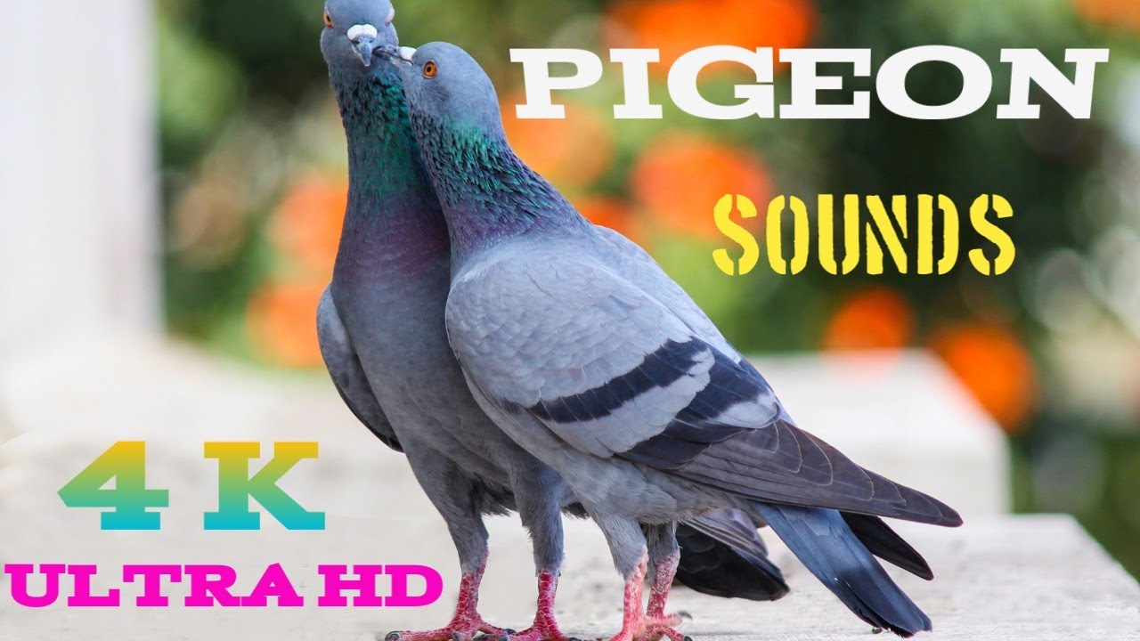 Pigeon Audio Pigeon Sound Effect Loud - YouTube