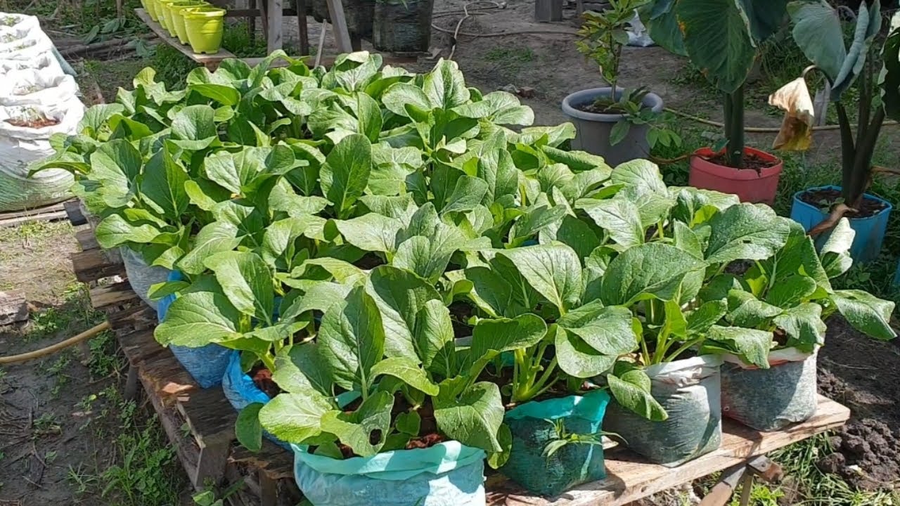 Growing choy sum in carry plastic bag waste until harvest - YouTube