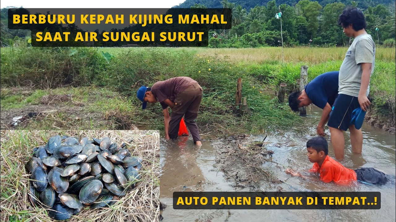 Cari Kepah Kijing di Sawah saat Air Sungai Surut #kerangairtawar - YouTube
