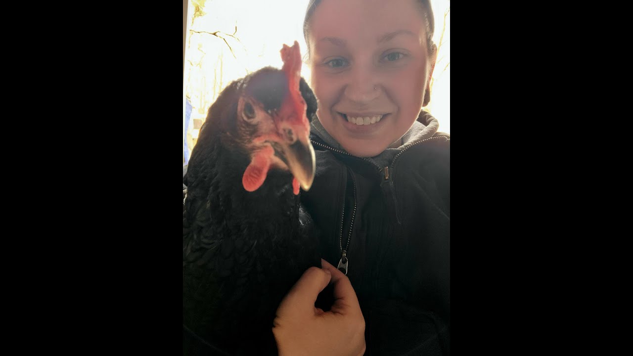 Chicken talk episode 2 - YouTube