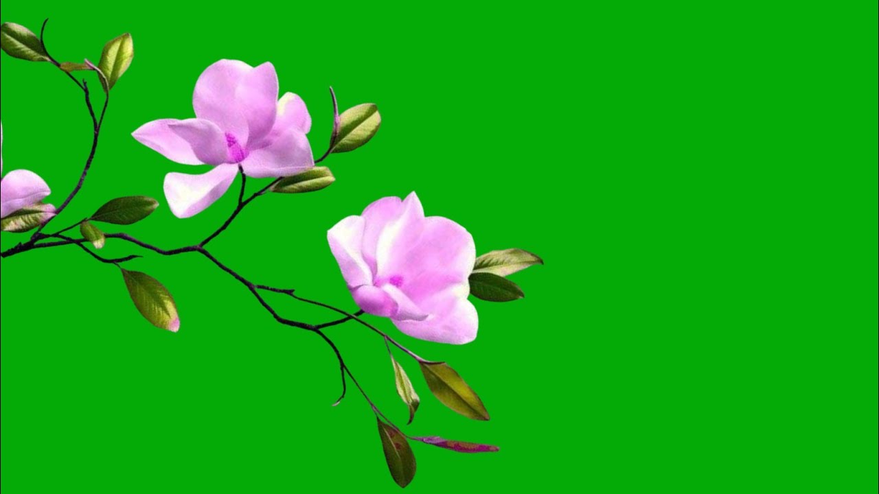 Flower branch green screen | Green screen pink flowers | Flower green ...
