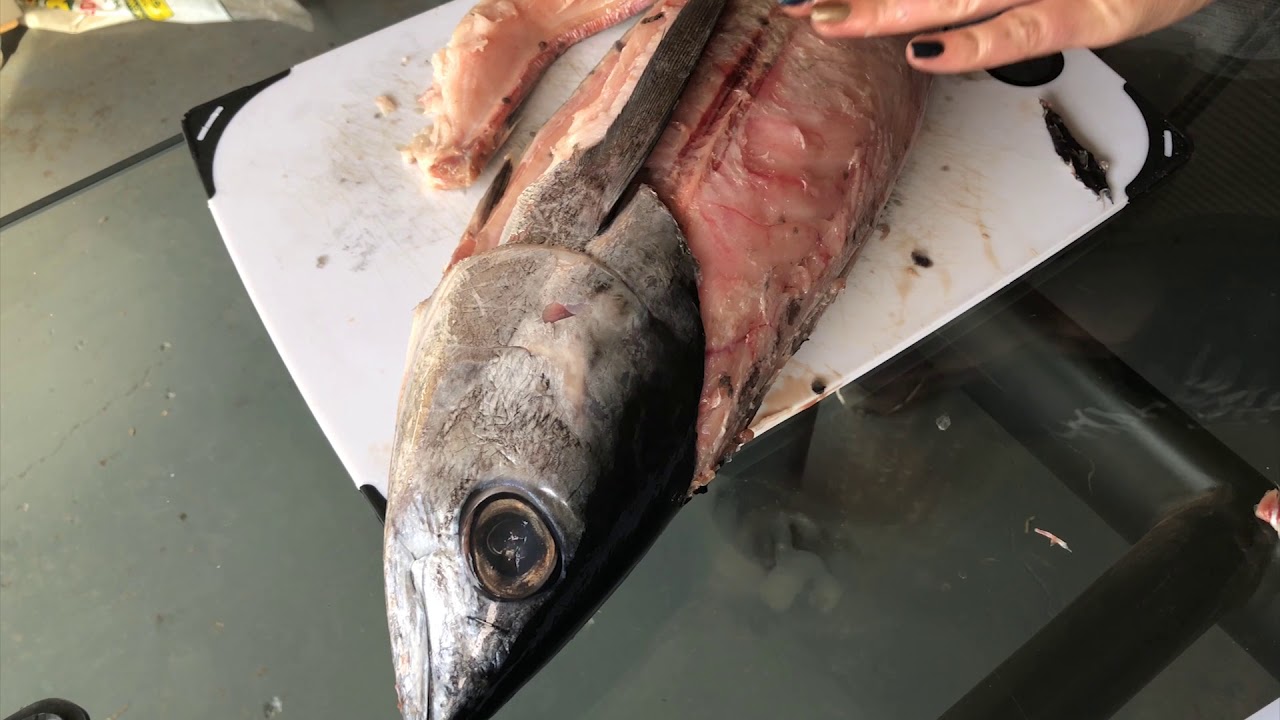 how to fillet albacore and other tuna - YouTube