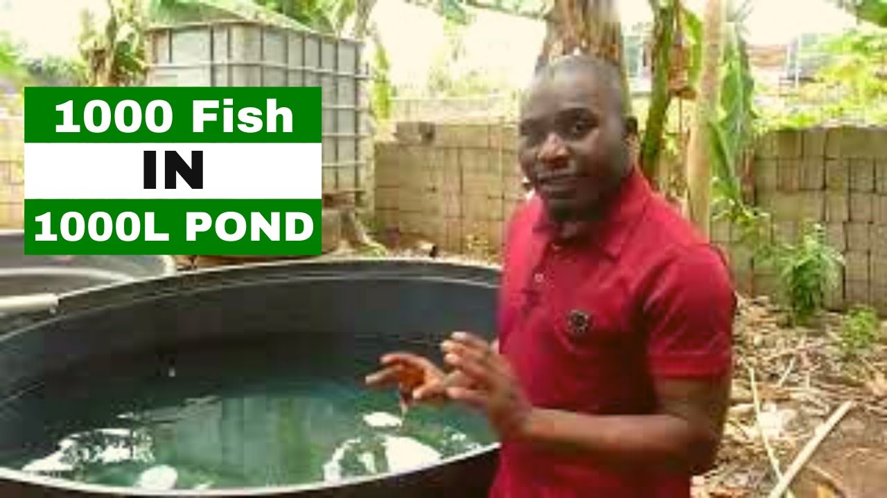 Different Sizes Of Fish Ponds - YouTube