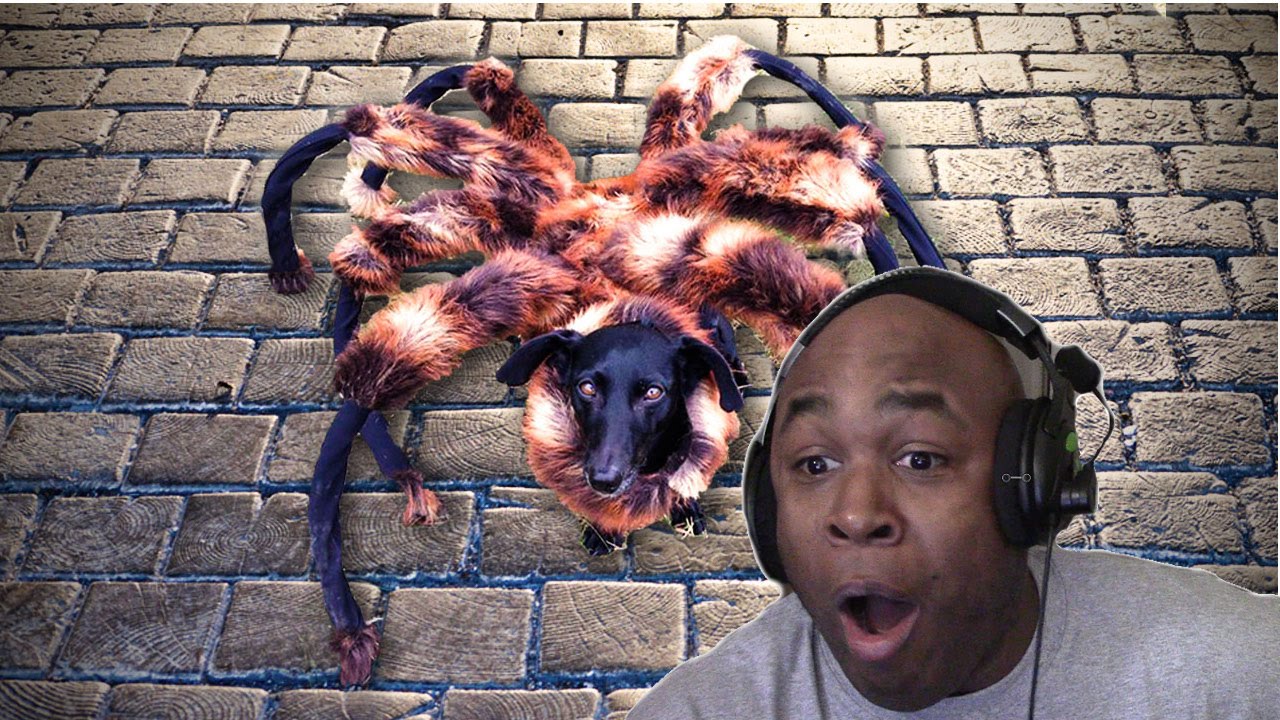 BHD Reacts To Giant Mutant Spider Dog - YouTube