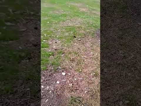 vallahi bastım valahi bastım kaç kaç kaç