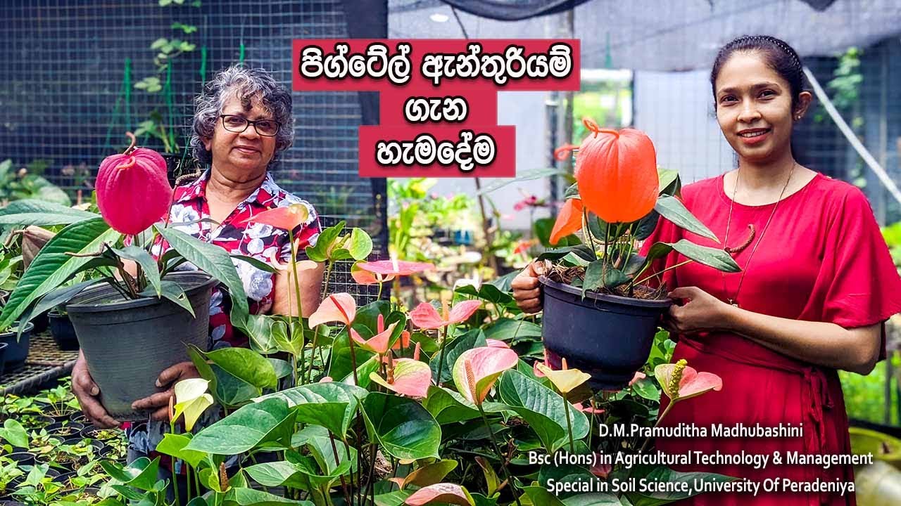 Anthurium mal wagawa sri Lanka /All about pigtail anthurium cultivation ...