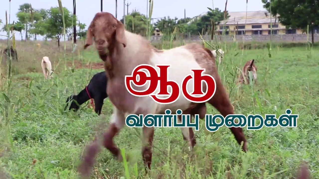 AADU VALARPU TAMIL | ஆட்டுப் பண்ணை ஆரம்பிக்கப் போறிங்களா?|SMALL GOAT ...