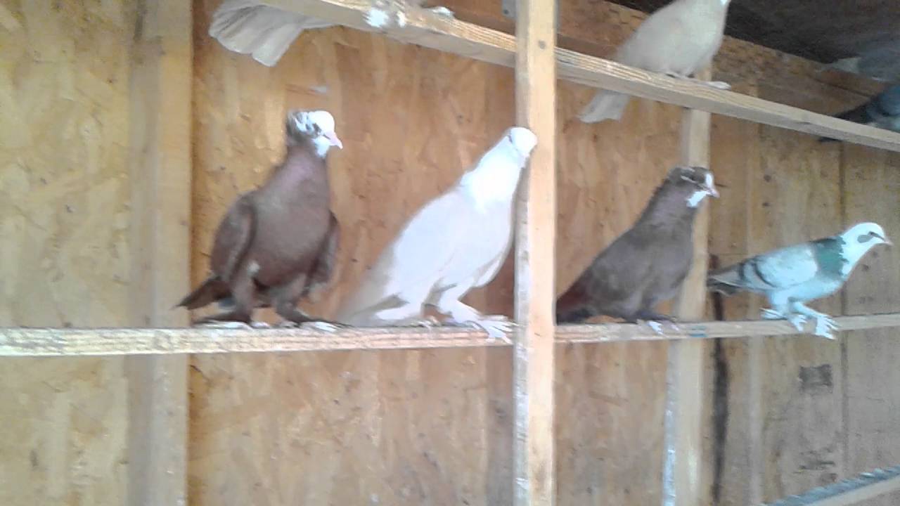 iraqi pigeons raad 2016 - YouTube