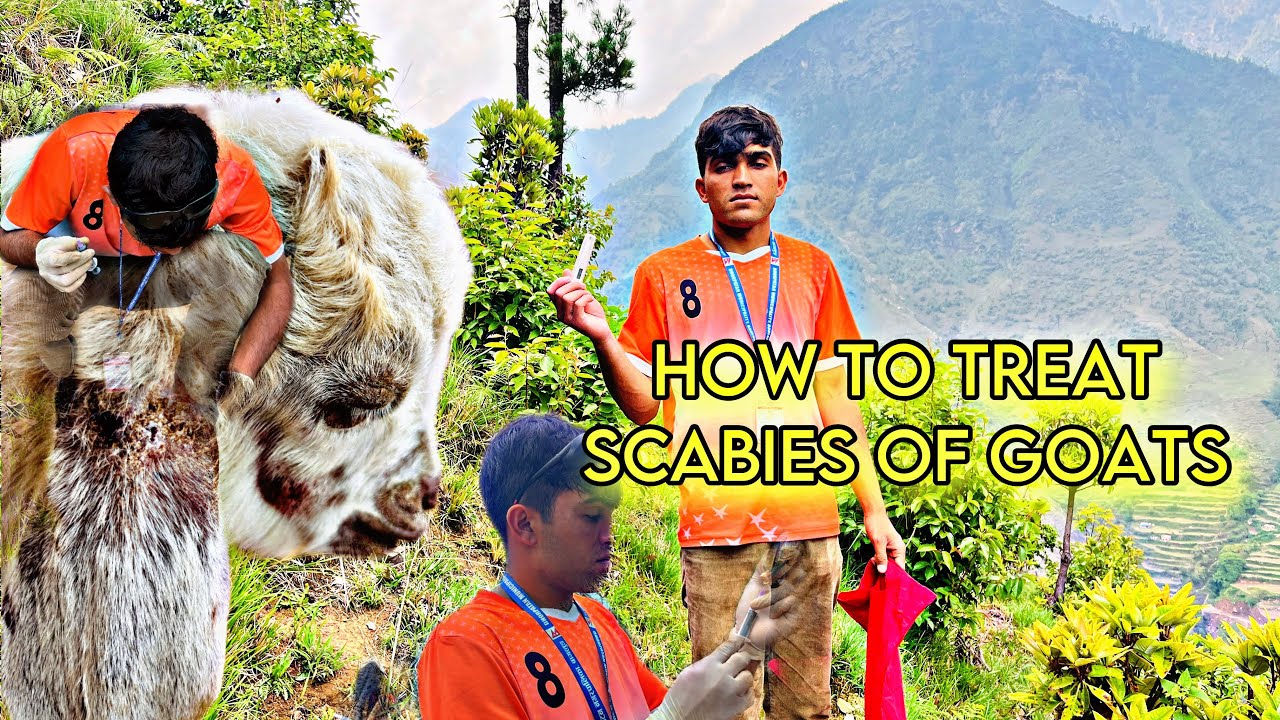 How to treat scabies of Goats? Treatment scabies of goats !! GOAT's ...