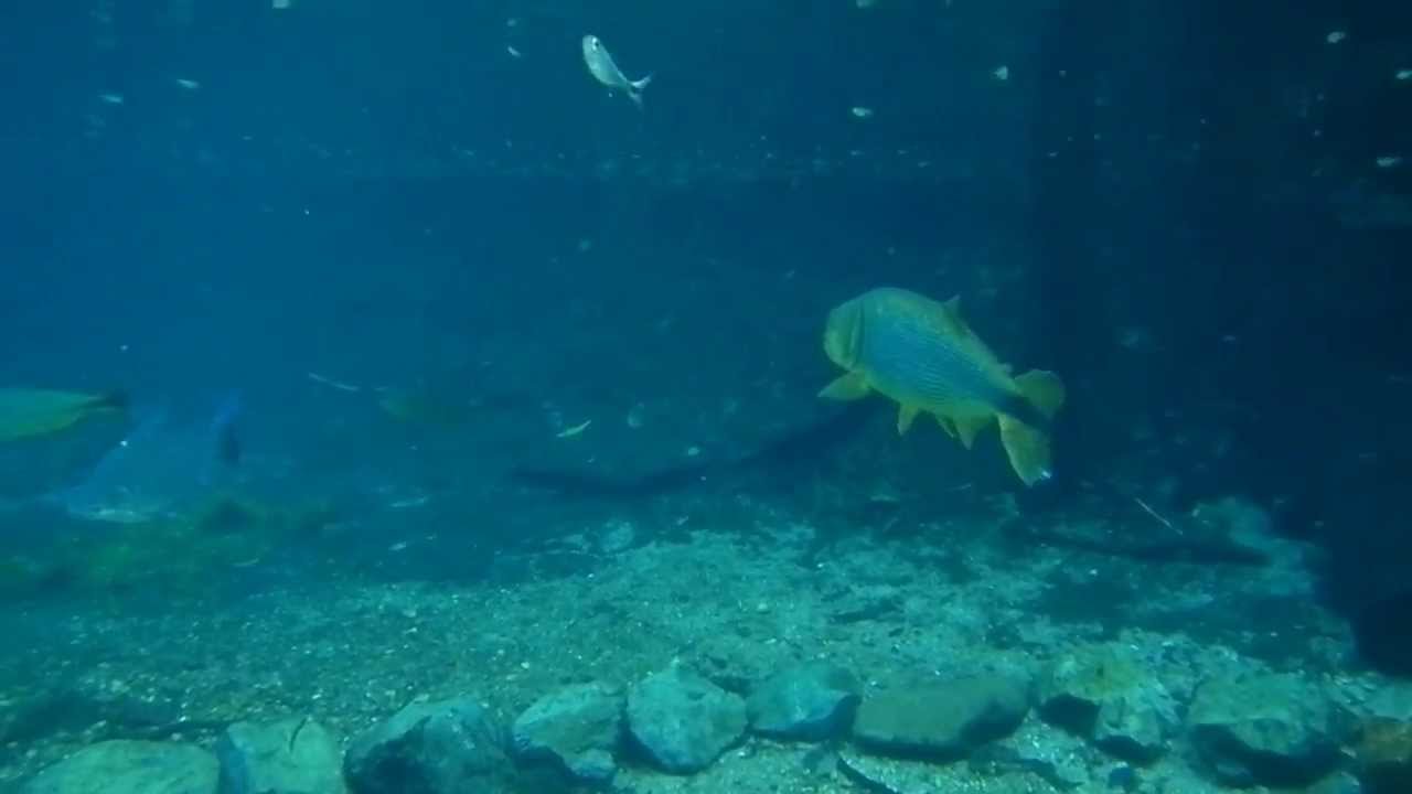 PEIXE CURIMBATÁ, CURIMBA cardume (PROCHILODUS LINEATUS), STREAKED ...