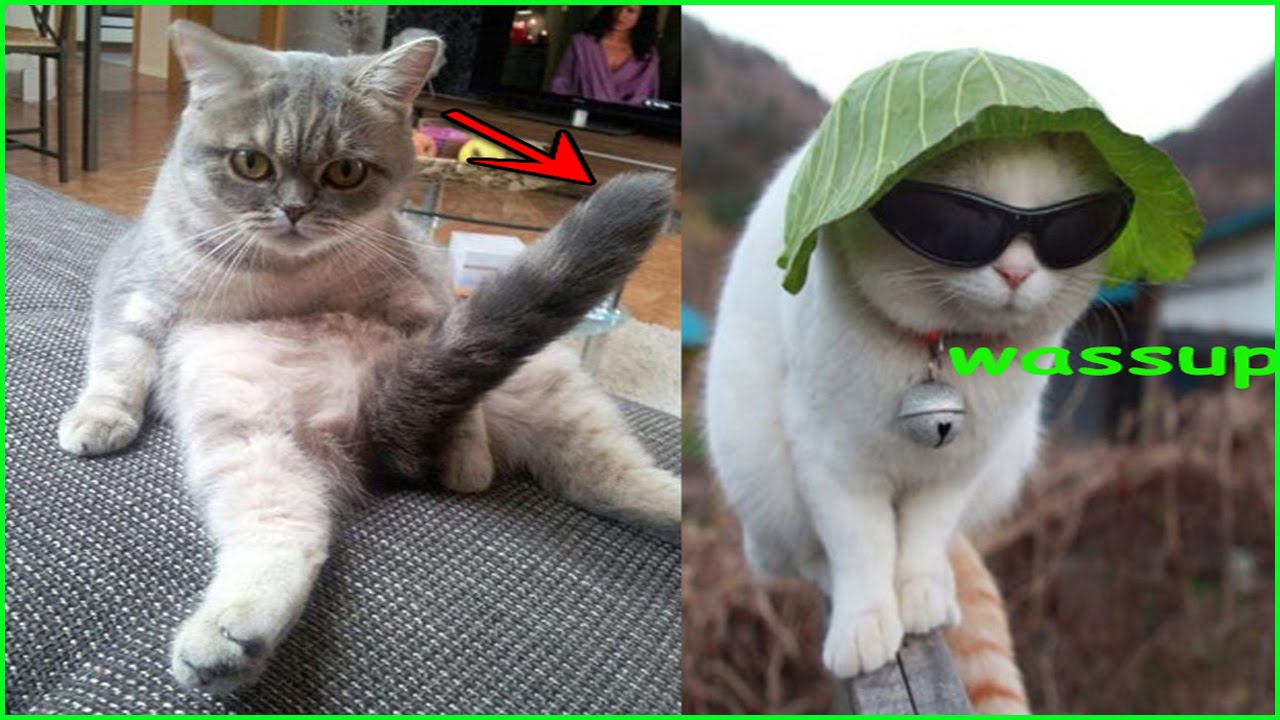 VIDEO DE GATOS GRACIOSOS CHISTOSOS Y DIVERTIDOS-FUNNY CATS - YouTube