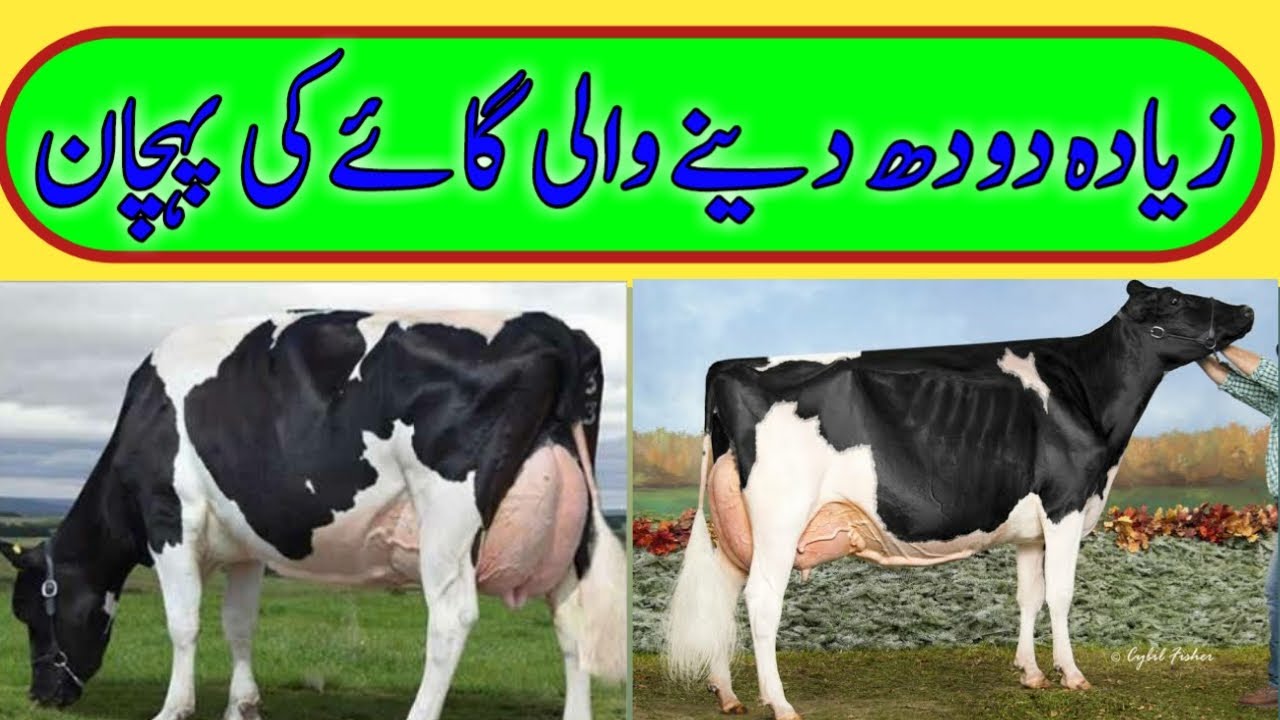 Dairy Farm Dairy Farming Business In Pakistan Dairy Farming dairy-farm-dairy-farming-business-in-pakistan-dairy-farming