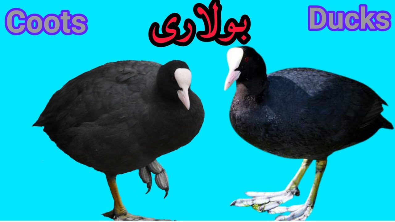 Coots&Ducks Amazing Sound// Black coot and teal duck mix sound - YouTube