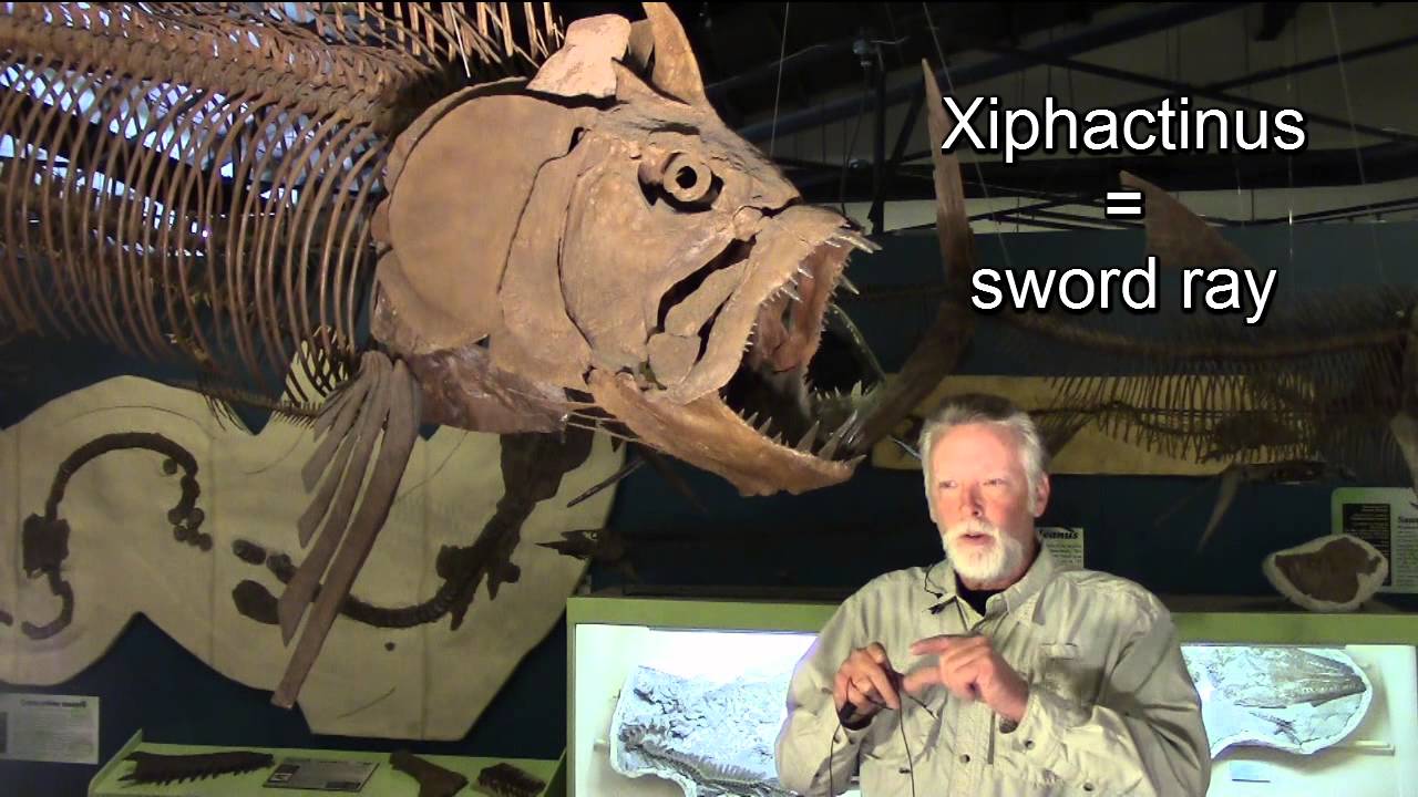 Xiphactinus Size