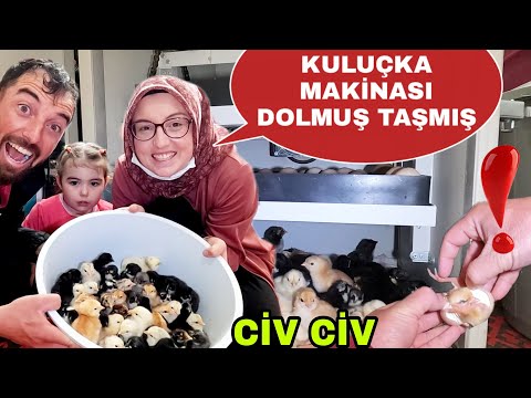 KULUÇKA MAKİNASI DOLMUŞ TAŞMIŞ!! KABUK KIRAMAYAN CİV CİVLERE  YARDIM~AKŞAM KORKUSU