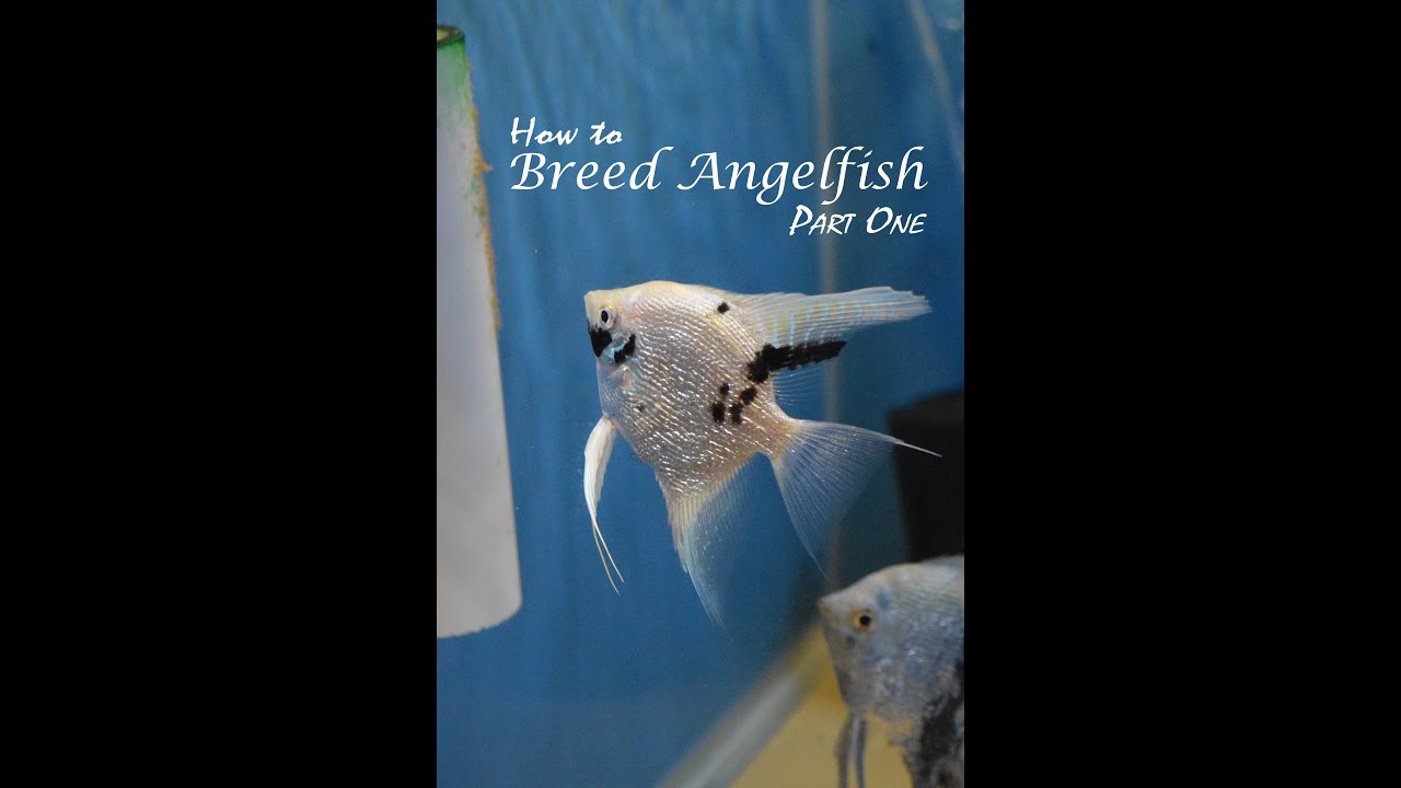 How 2 Breed angelfish #1 - #85 - YouTube