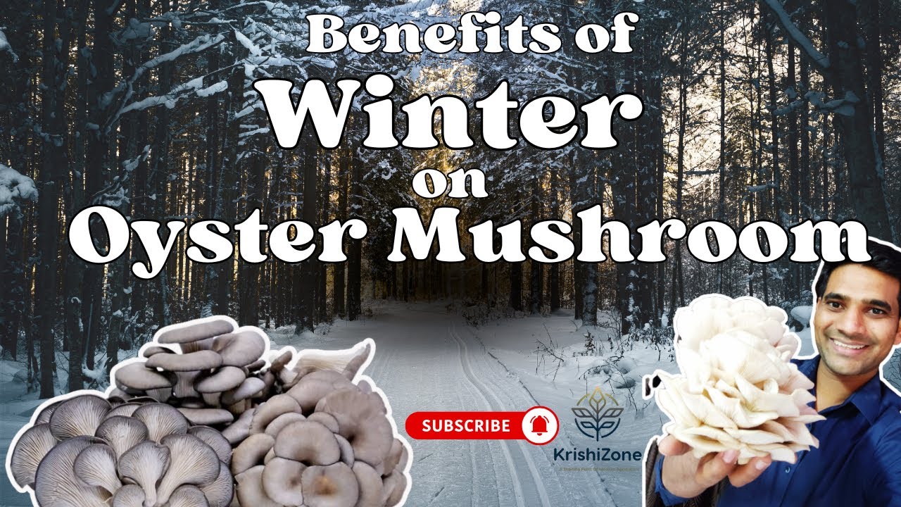 Positive Impact of Winter on Oyster Mushroom Cultivation # ...