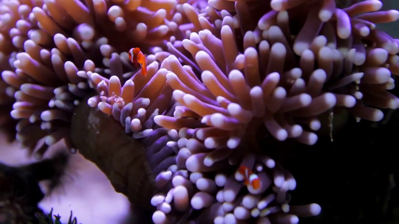 What is the Reef Guardian Schools program | Great Barrier Reef Marine ...