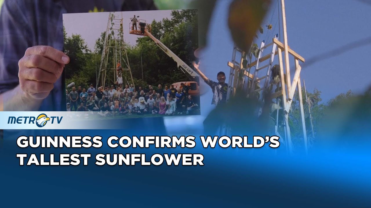 Tallest Sunflower in the World Grown by Ukrainian Immigrant in Indiana ...
