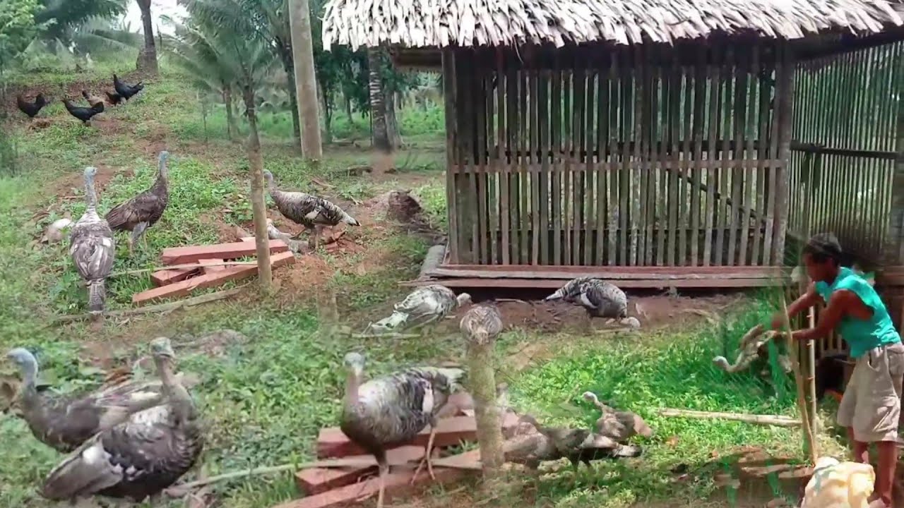 Panimula Namin sa Pag aalaga ng Pabo | Turkey Farming ni KaFarming ...