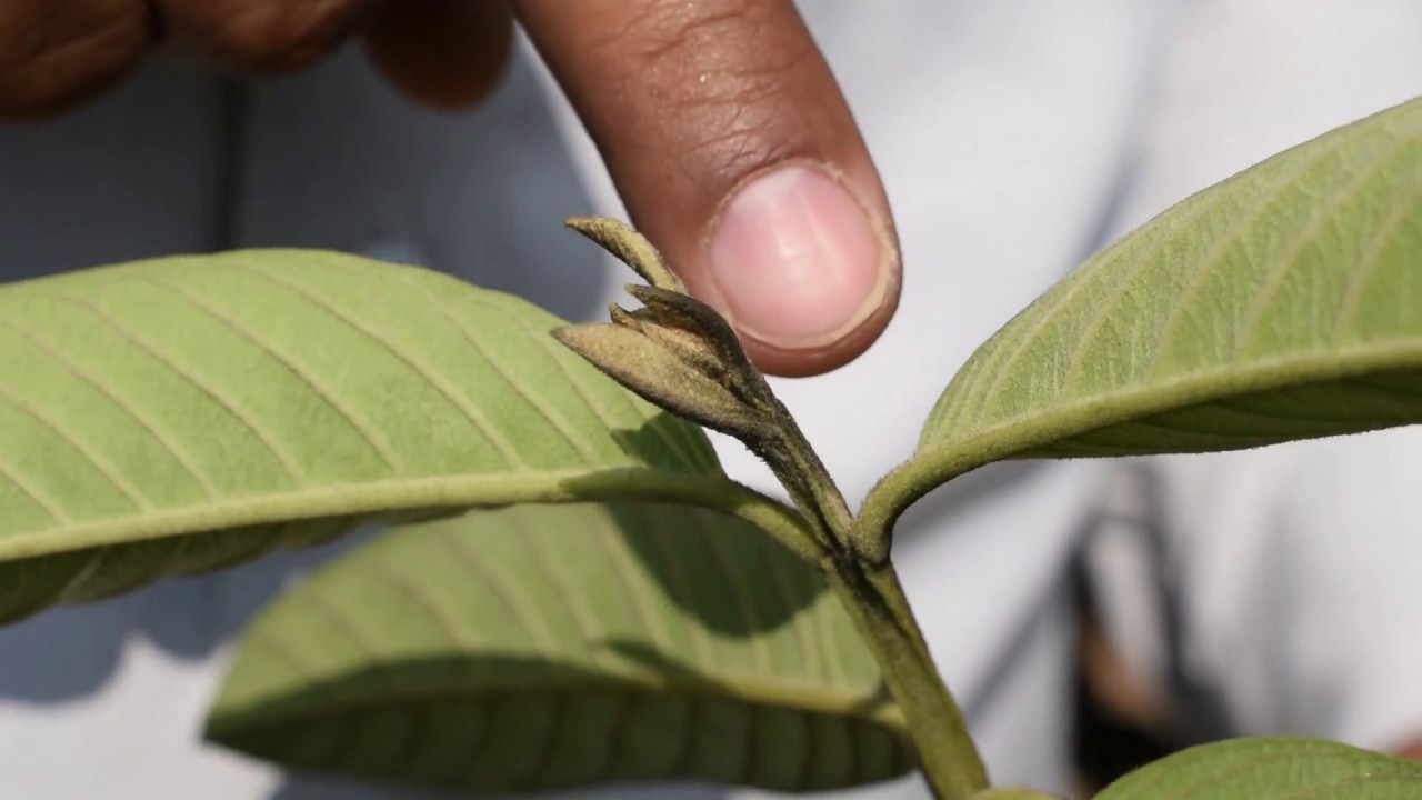 Calcium deficiency symptom - YouTube