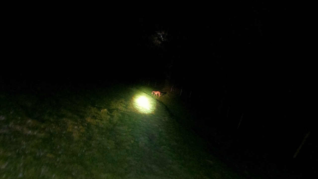 lamping rabbits - YouTube