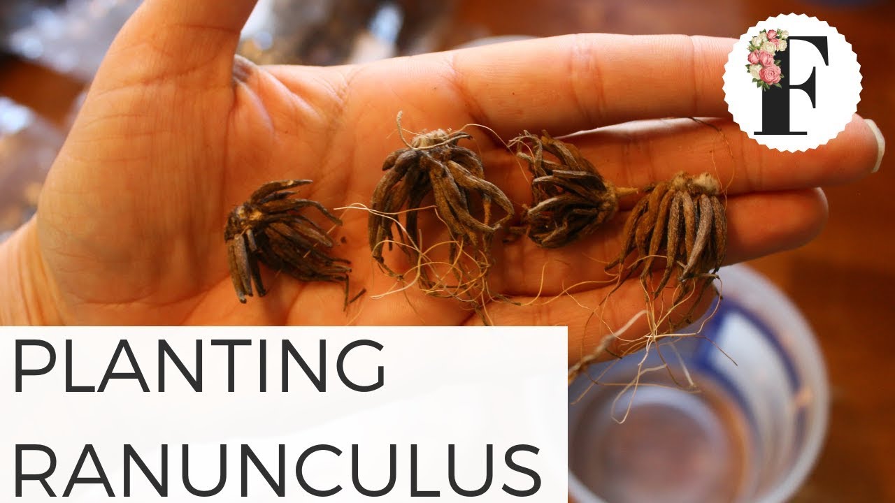Pre-Sprouting Ranunculus Corms for Fall Planting the Cut Flower Garden ...