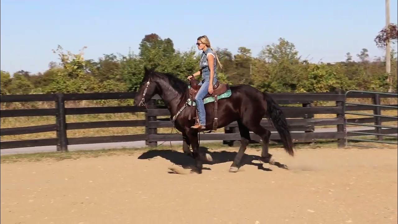 FANCY REGISTERED FRIESIAN SPORT HORSE GELDING, REINING TRAINING, RANCH WORK, TRAIL RIDE - YouTube
