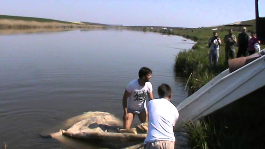 Populare Balta Mariuta 3 !!! ( 26 Aprilie 2015) - YouTube