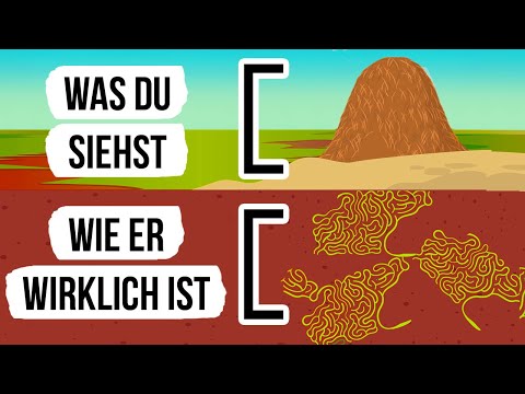 Was du in einem Ameisenhügel sehen könntest, wenn du ihn betreten würdest