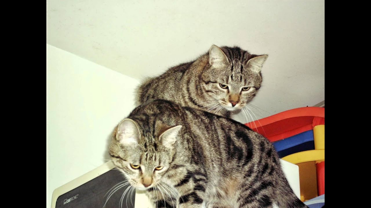 lisa in misko - YouTube