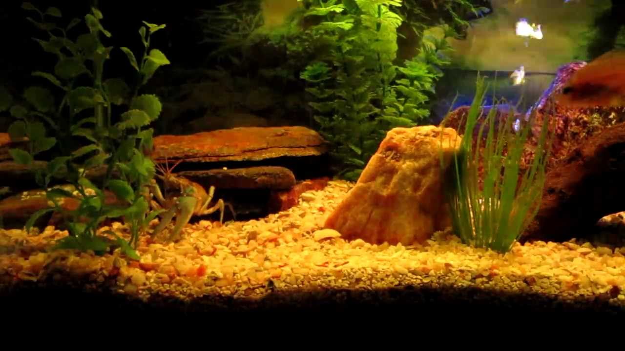 RGB LED Aquarium Light - YouTube