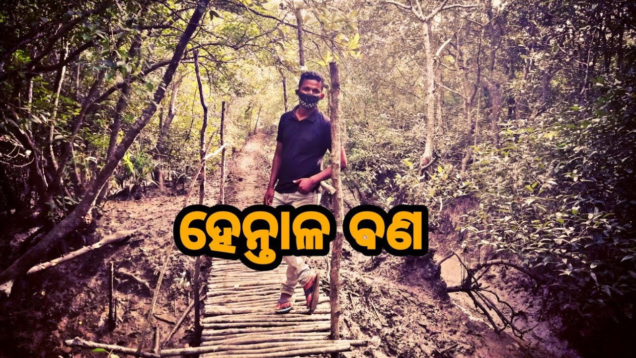 ହେନ୍ତାଳ ଜଙ୍ଗଲ | HENTAL FOREST BHITARKANIKA - YouTube
