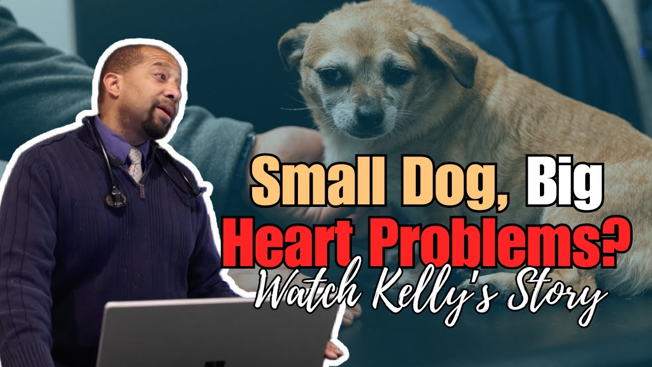 Small Dog, Big Heart Problems? Watch Kelly’s Story - YouTube