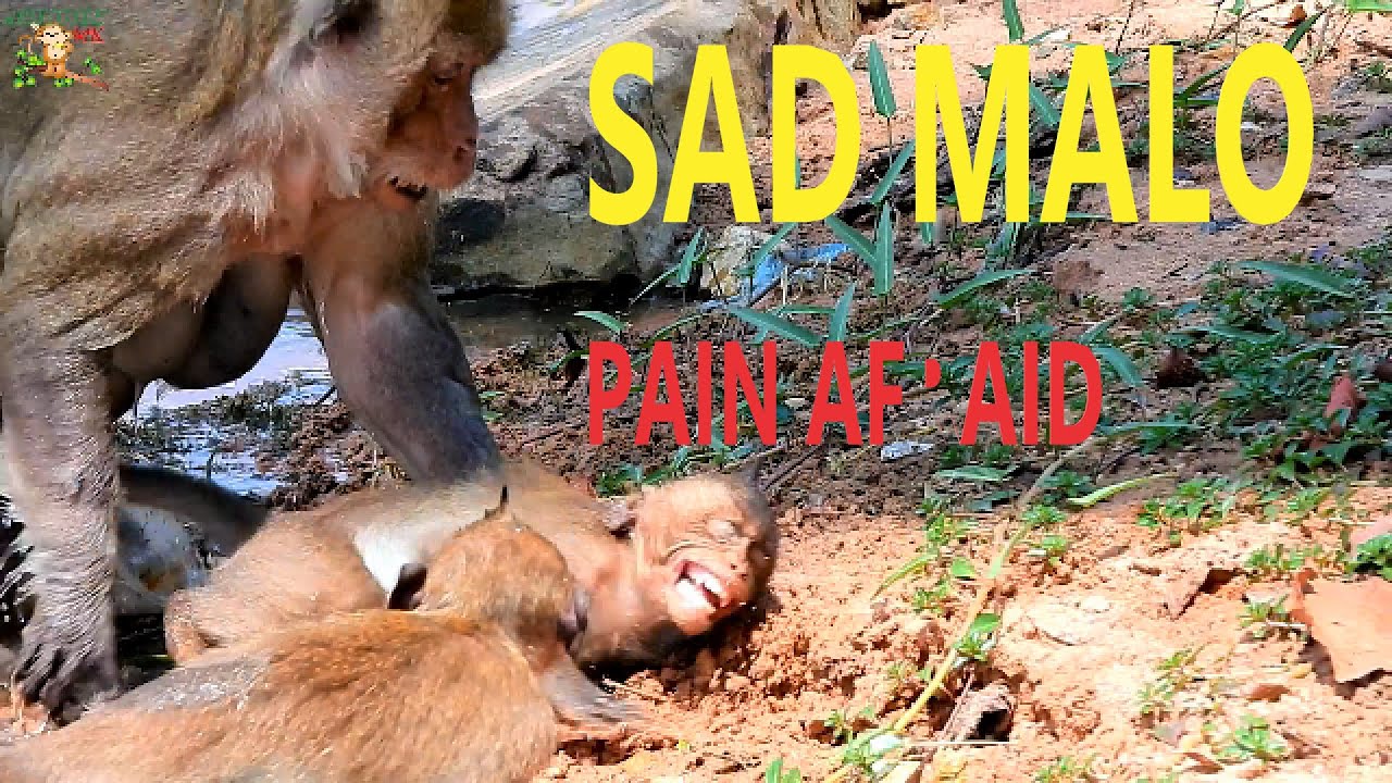 PITY BABY MILO CRY TERRIFIED WHEN OLD THOMSON FIGHTING DOESN'T HELP BY ...