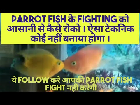 # video 254 Parrot fish के fight को आसानी से कैसे रोके ये टेकनिक अजमाओ ...