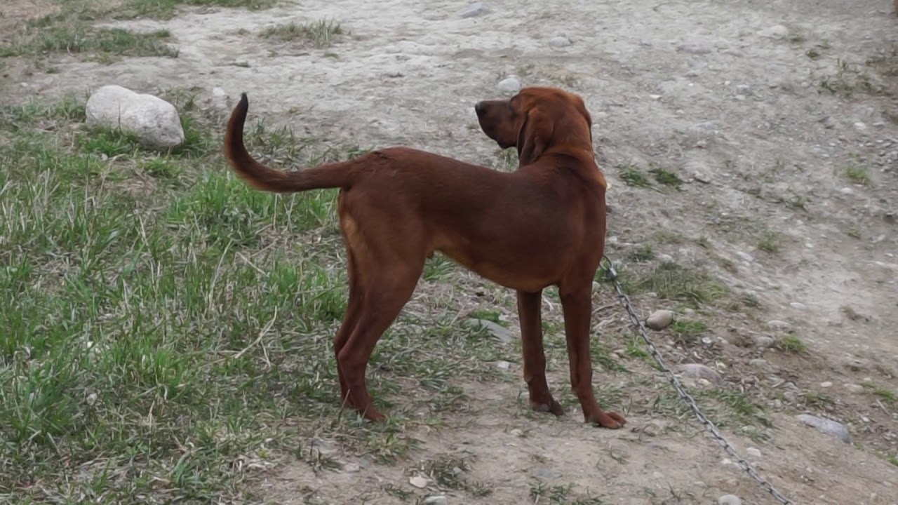 Handsome 9 month REDBONE COONHOUND MALE ADOPTED!! - YouTube