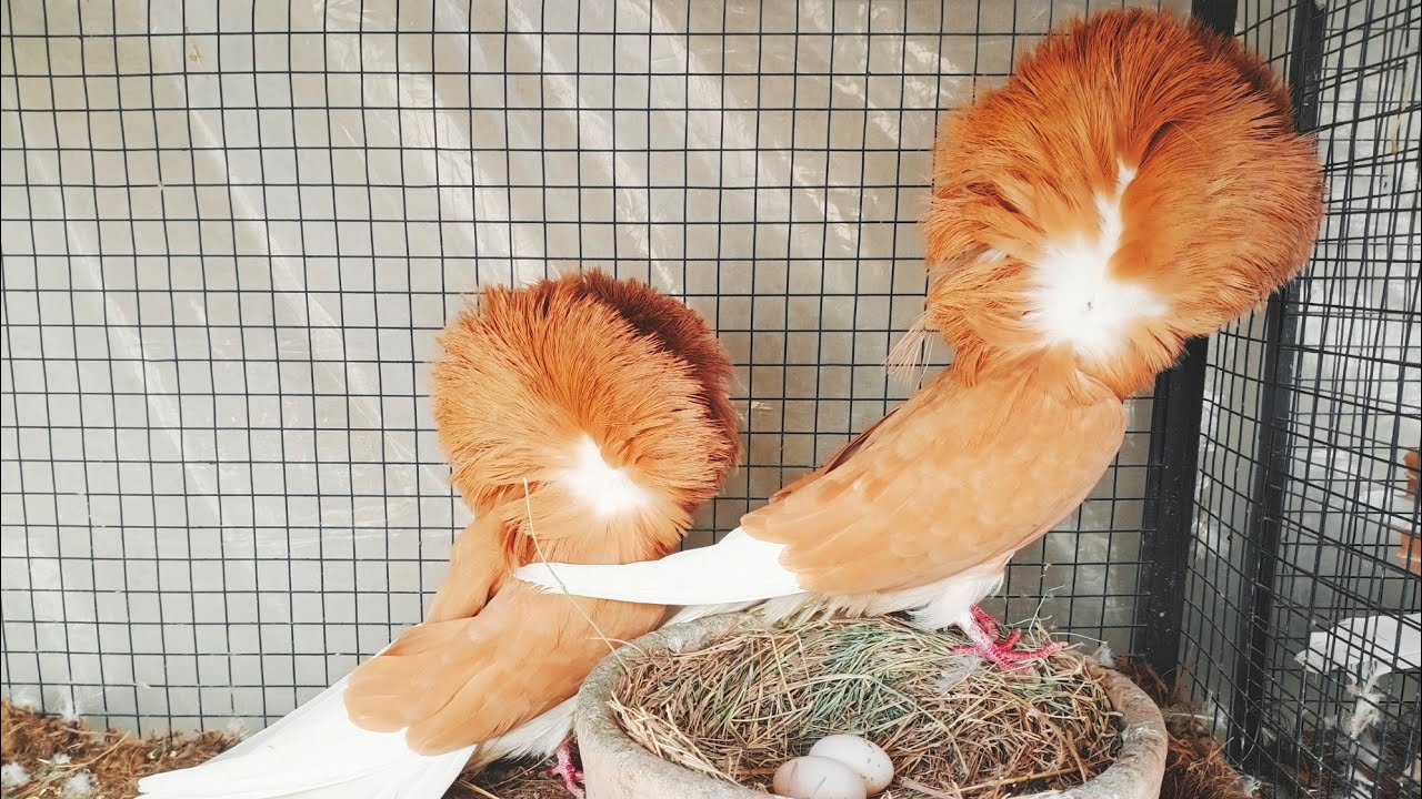 Yellow Jacobin Pigeons Ny Egg Dy Duy l Fancy Pigeons Breeding Progress ...