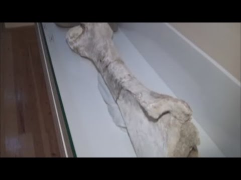Füzulide tapılan fil sümüyünün sirri açıldı