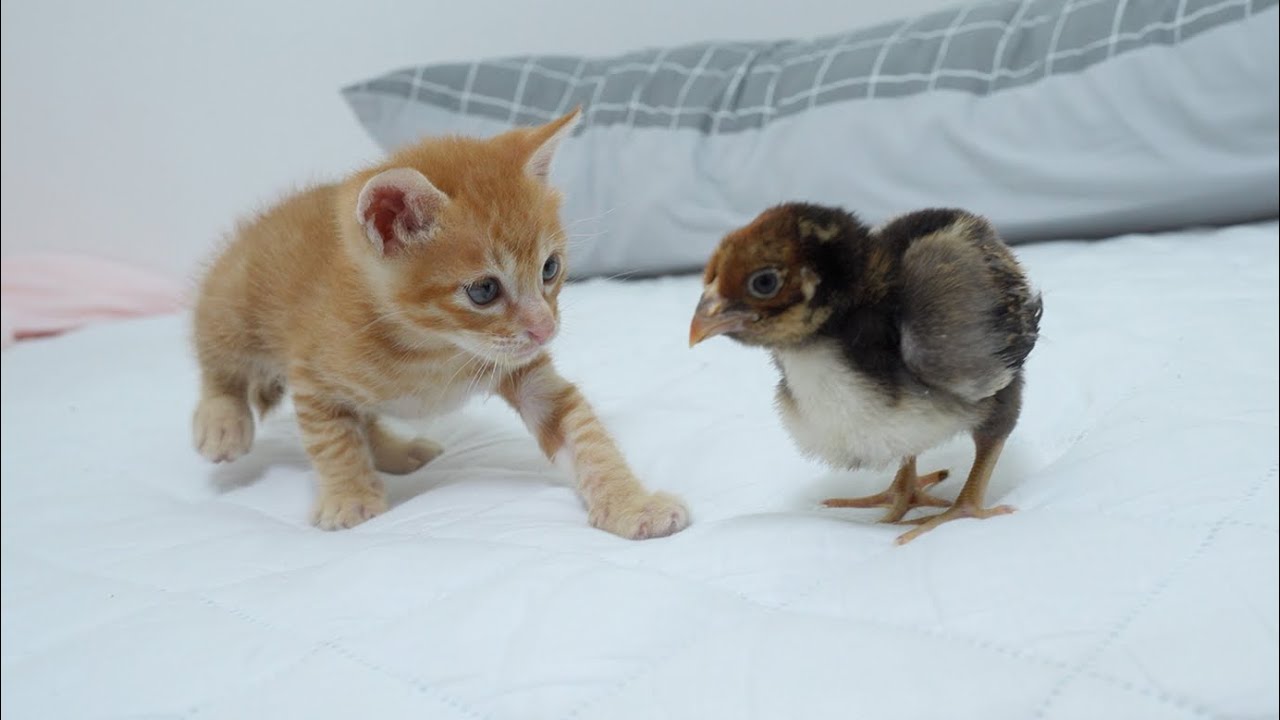 A Baby Kitten Greets a Tiny Chick for the First Time - YouTube