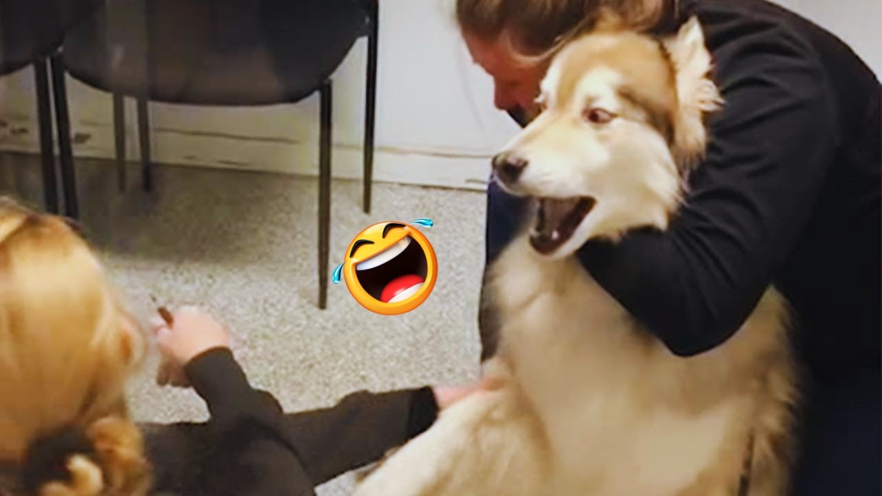 Funny Dog Videos That Will Make You LAUGH OUT LOUD 🐶😂 New Funny Dogs ...